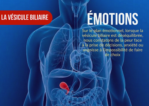vesicule-biliaire-mtc - Spécialiste en Shiatsu sur Marseille - Norma ...